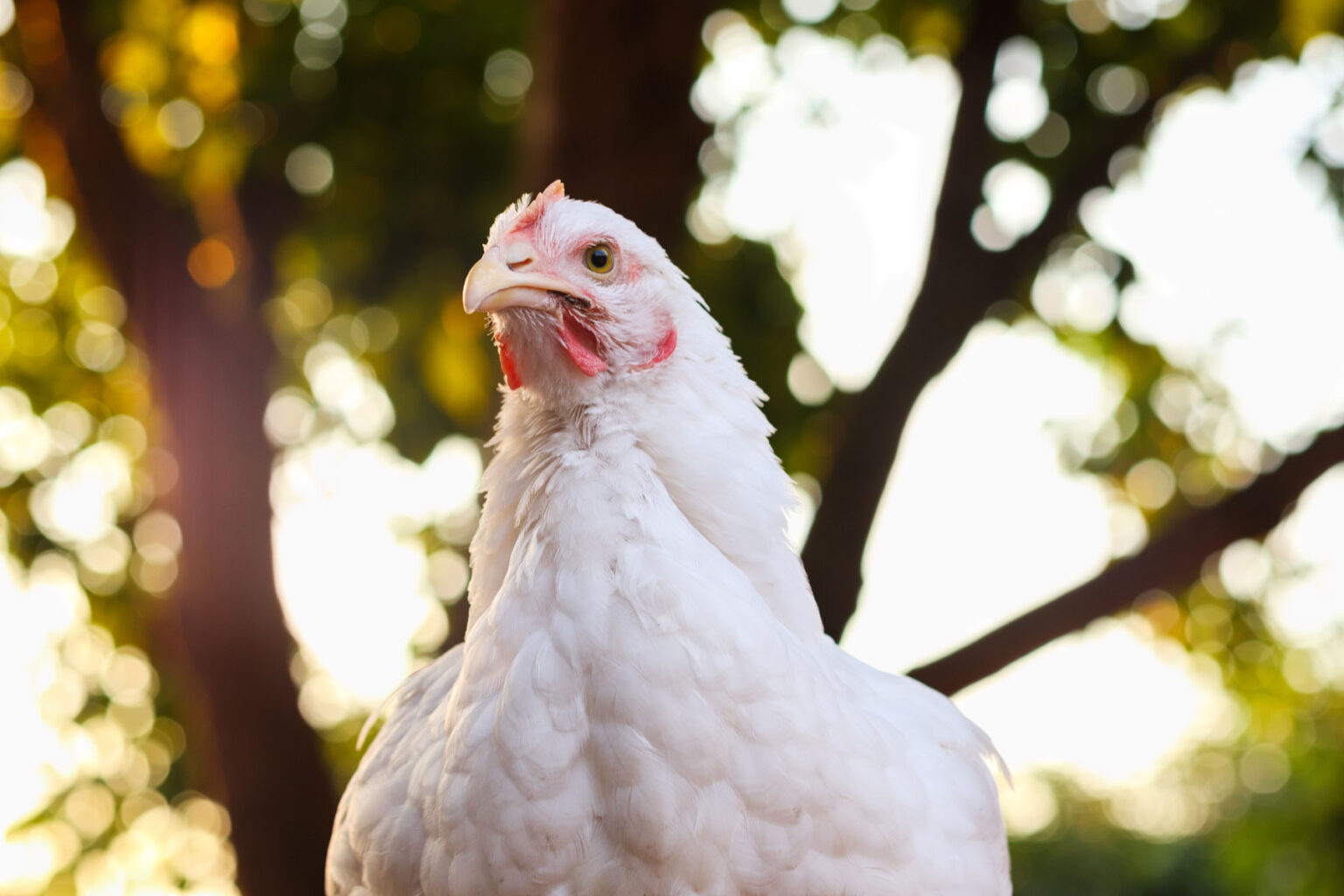 Chicken Mythology: Grains of Truth - Backyard Poultry